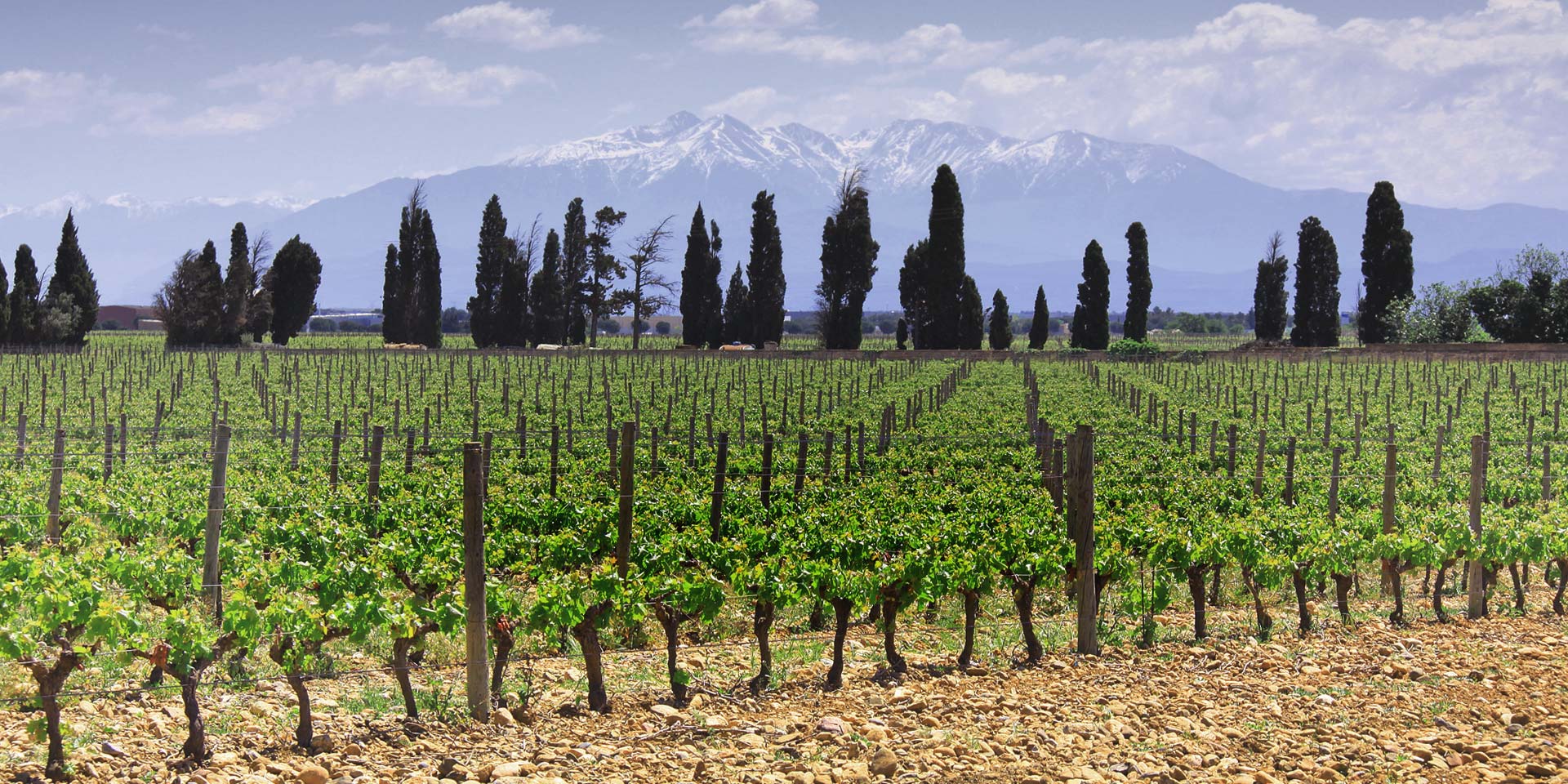 Domaine Cazes - Vigneron Indépendant, vins du Roussillon, Bio ...